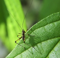 Rovarok, bogarak, pókok - Index Fórum